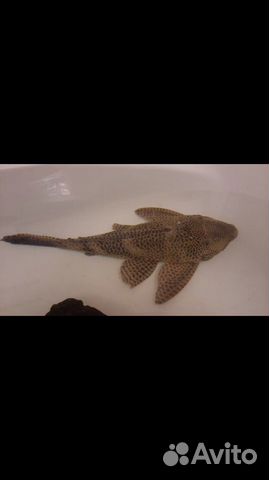 Продаётся Рыба Парчовый Птеригоплихт