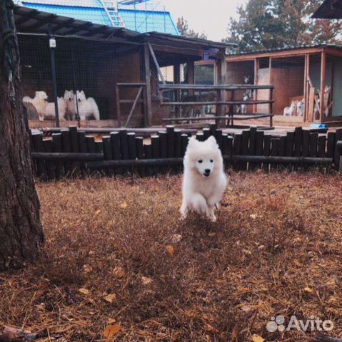 Щенок самоеда