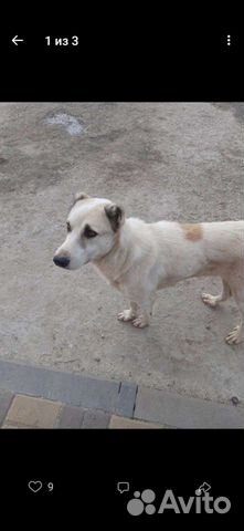 Среднеазиатская овчарка в добрые руки