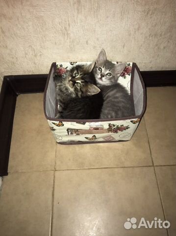 Котята в добрые руки