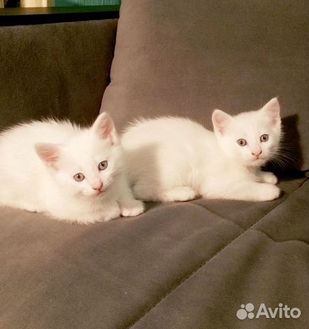 2 голубоглазых кота