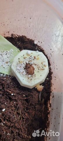 Улитка Ахатина