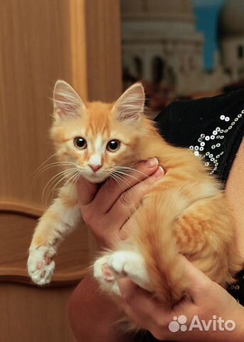 Рокси пушистая рыжая красавица даром