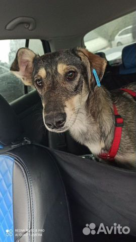 Лайка в добрые руки