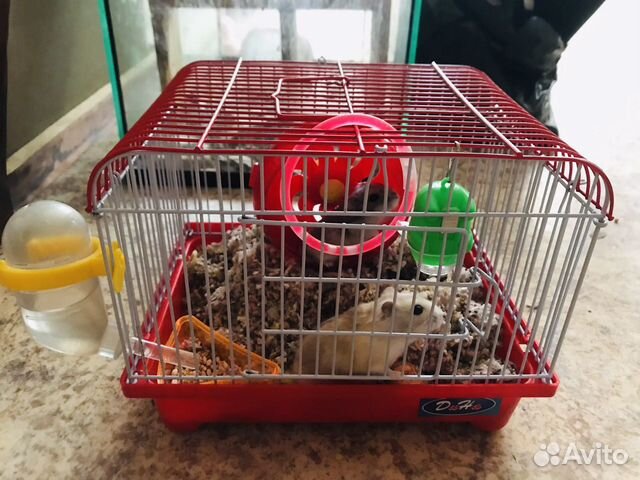 Джунгарский хомяк