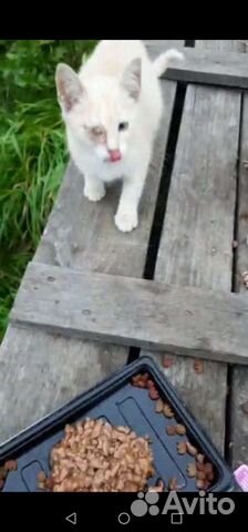 Котята в беде