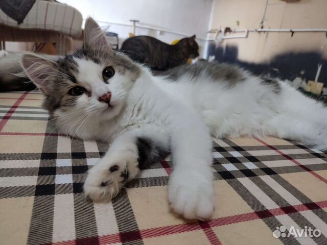 Котенок Марго