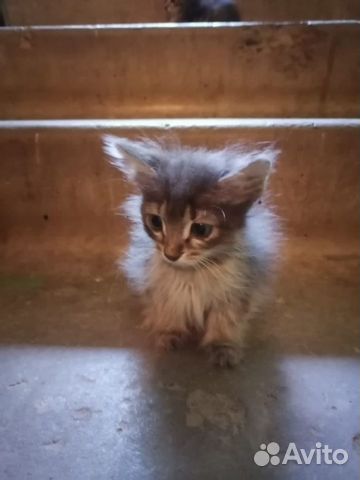 Котенок в дар бесплатно