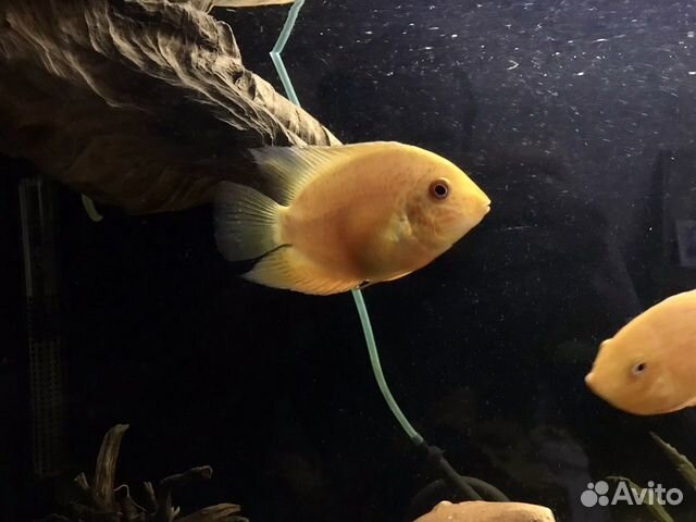 Аквариумные рыбки