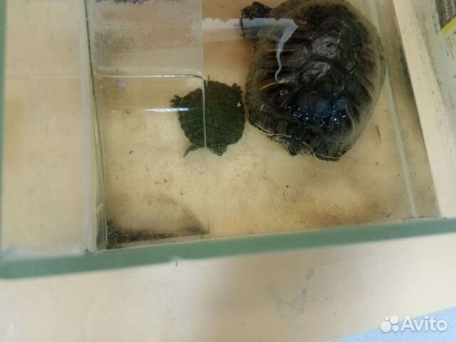 Красноухая черепаха