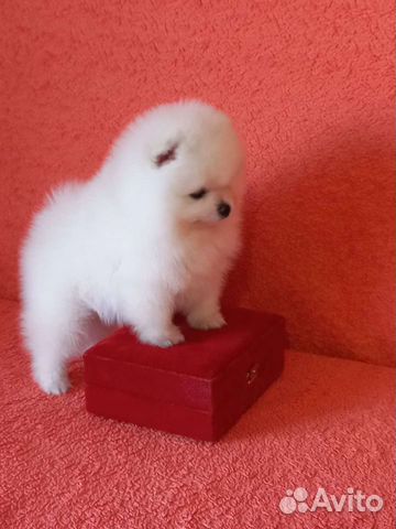 Снежки-колобки