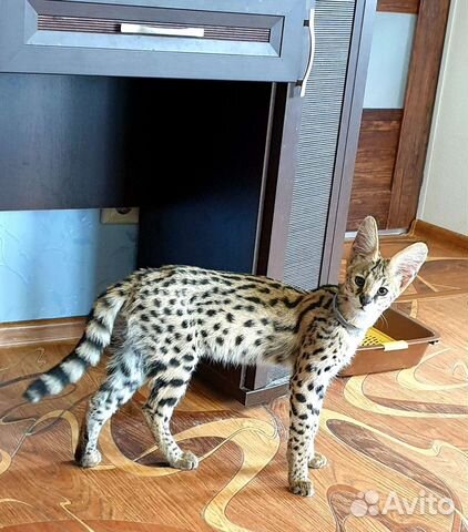 Мальчик саванна F0