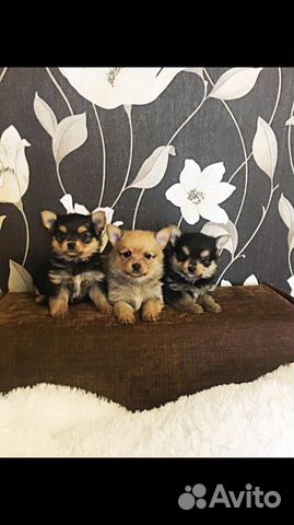 Собаки щенки йорк