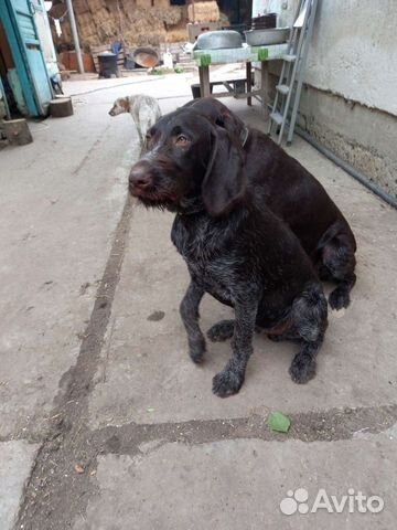 Дратхаар рабочий