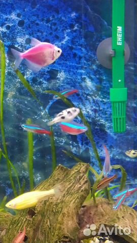 Карликовые тетраодоны