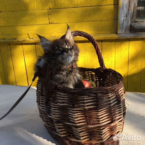 Девочка Мэйн-кун