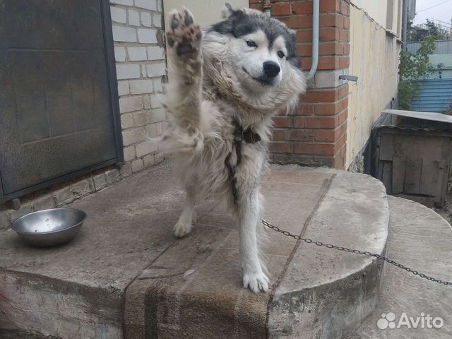 Аляскинский маламут