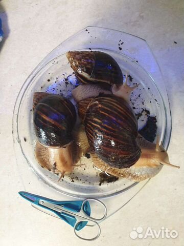 Улитки Ахатины большие