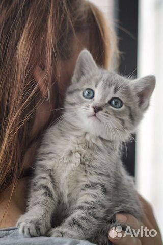 Котенок Жемчужинка в добрые руки
