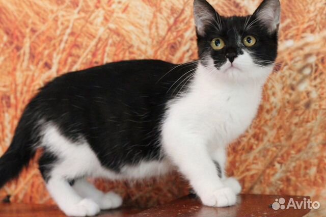 Чара - кошка очарование