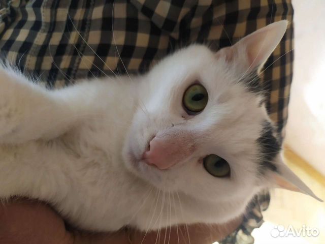 Безумно ласковый и милый котик