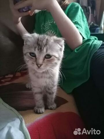 Похожа на Шотландскую вислоухаю