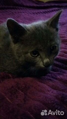 Русская голубая