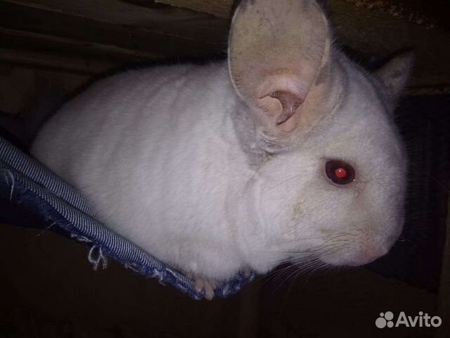 Шиншилла парень