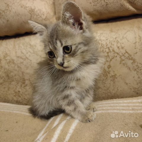 Котенок в добрые руки