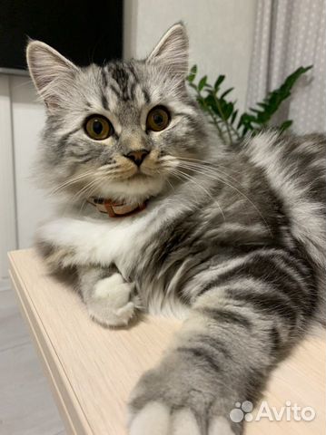 Кошка британка вязка
