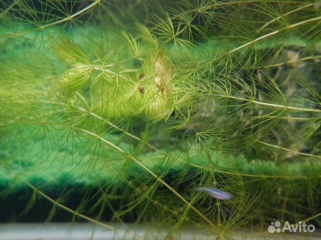 Подросшие мальки данио, 3 шт