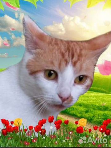 Рыжий тигренок котюсенька со второй жизнью