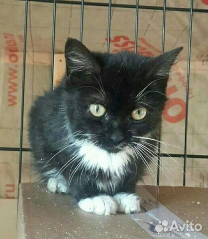 Котенок найден на трассе