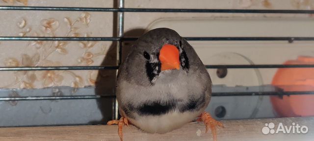 Зебровые амадины