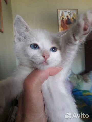 Котята ищут мам и пап