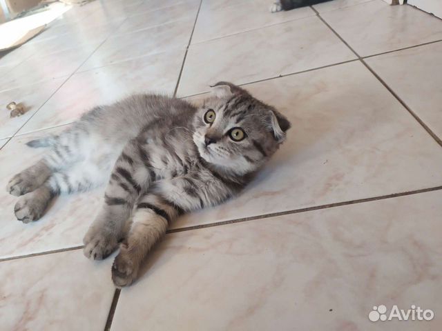 Шотландские вислоухие котята