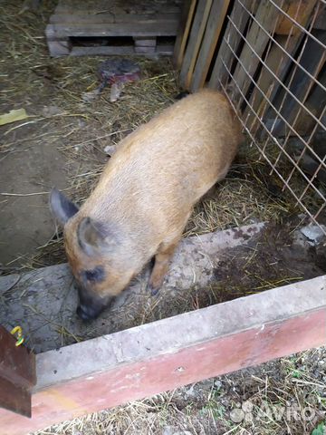 Поросята мангалица