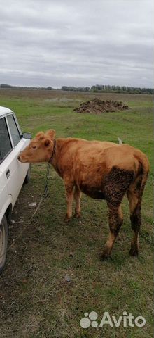 Коровы дойные молочные