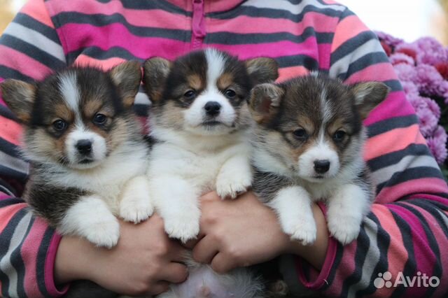 Щенки корги