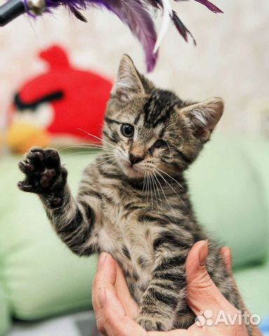 Котенок Томик 2-2,5 мес