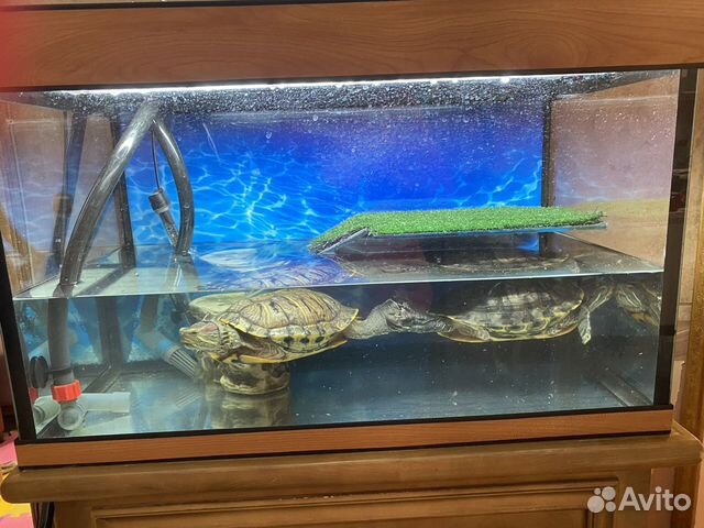 Черепашки красноухие