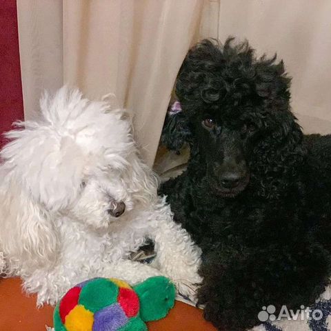 Той-пудель щеночки