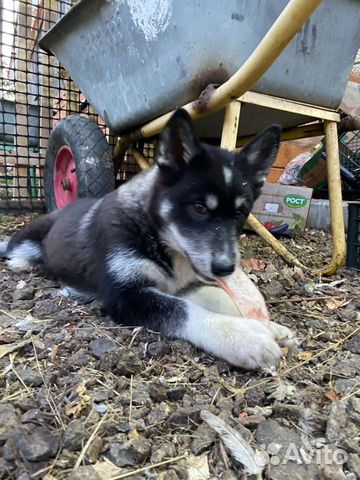 Щенки на пристрой