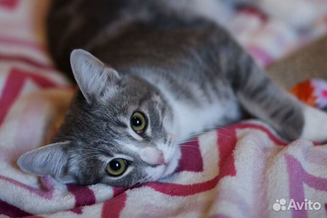 Пряник в добрые руки