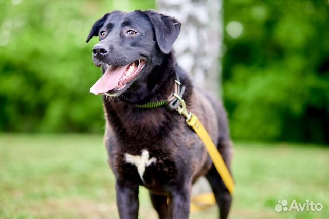 Умная и активная Марго. Хозяин, где ты