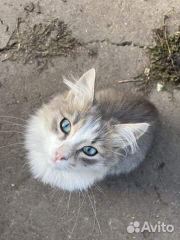 Котята крысоловы