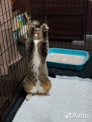 Муся кошка