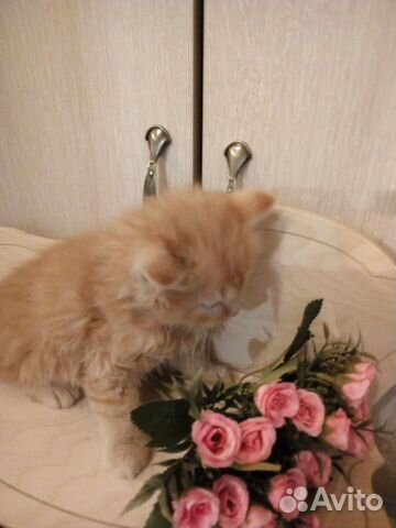Котята в добрые руки бесплатно. Три рыжика