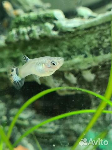 Аквариумные рыбки гуппи