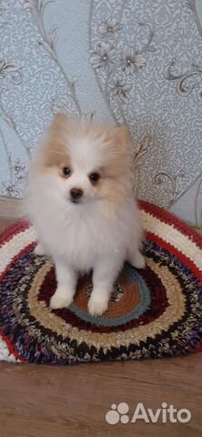 Померанский шпиц mini